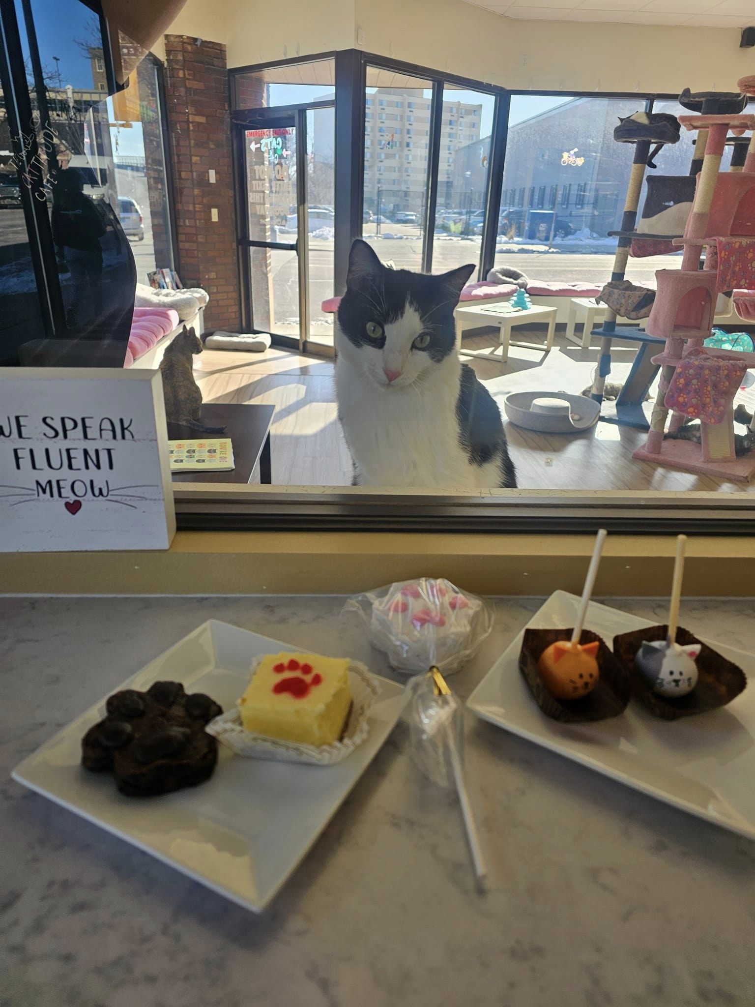 Cat Cafe Trends and Updates - That Cat Life