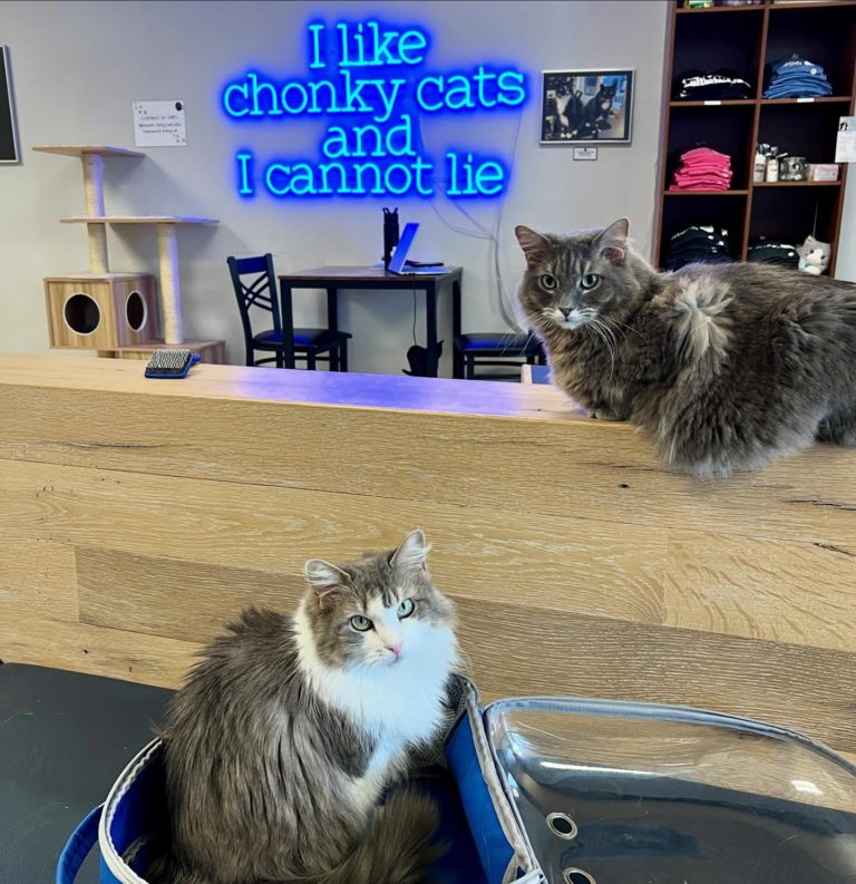 Massachusetts Cat Cafes – That Cat Life