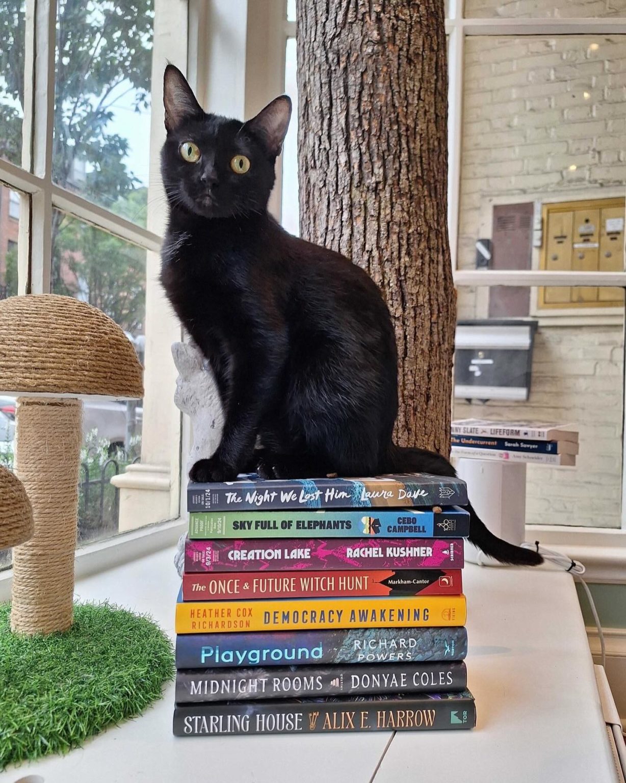 Massachusetts Cat Cafes - That Cat Life