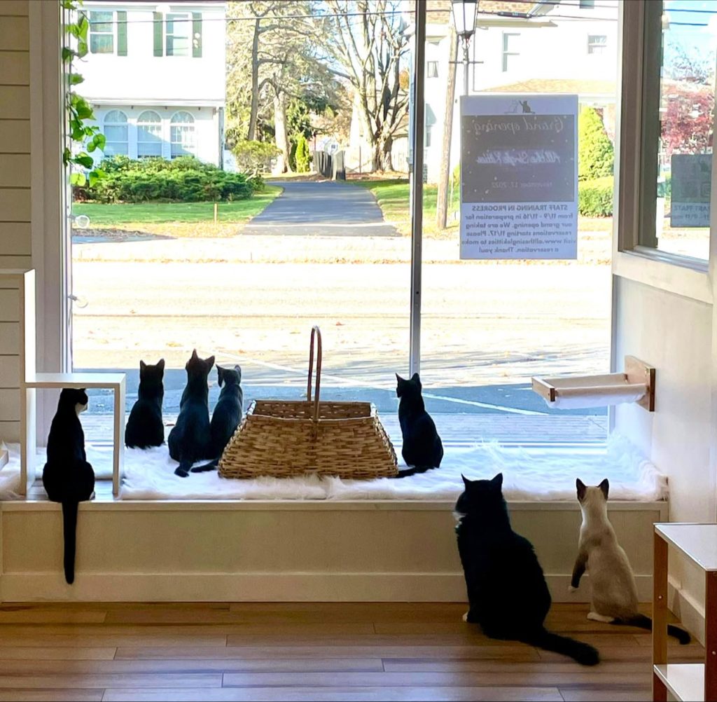 Connecticut Cat Cafes - That Cat Life